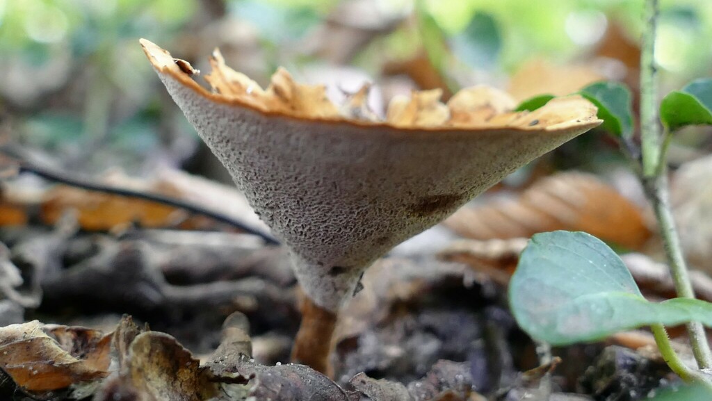 Brown Funnel Polypore from awenda provincial park on September 20, 2022 ...