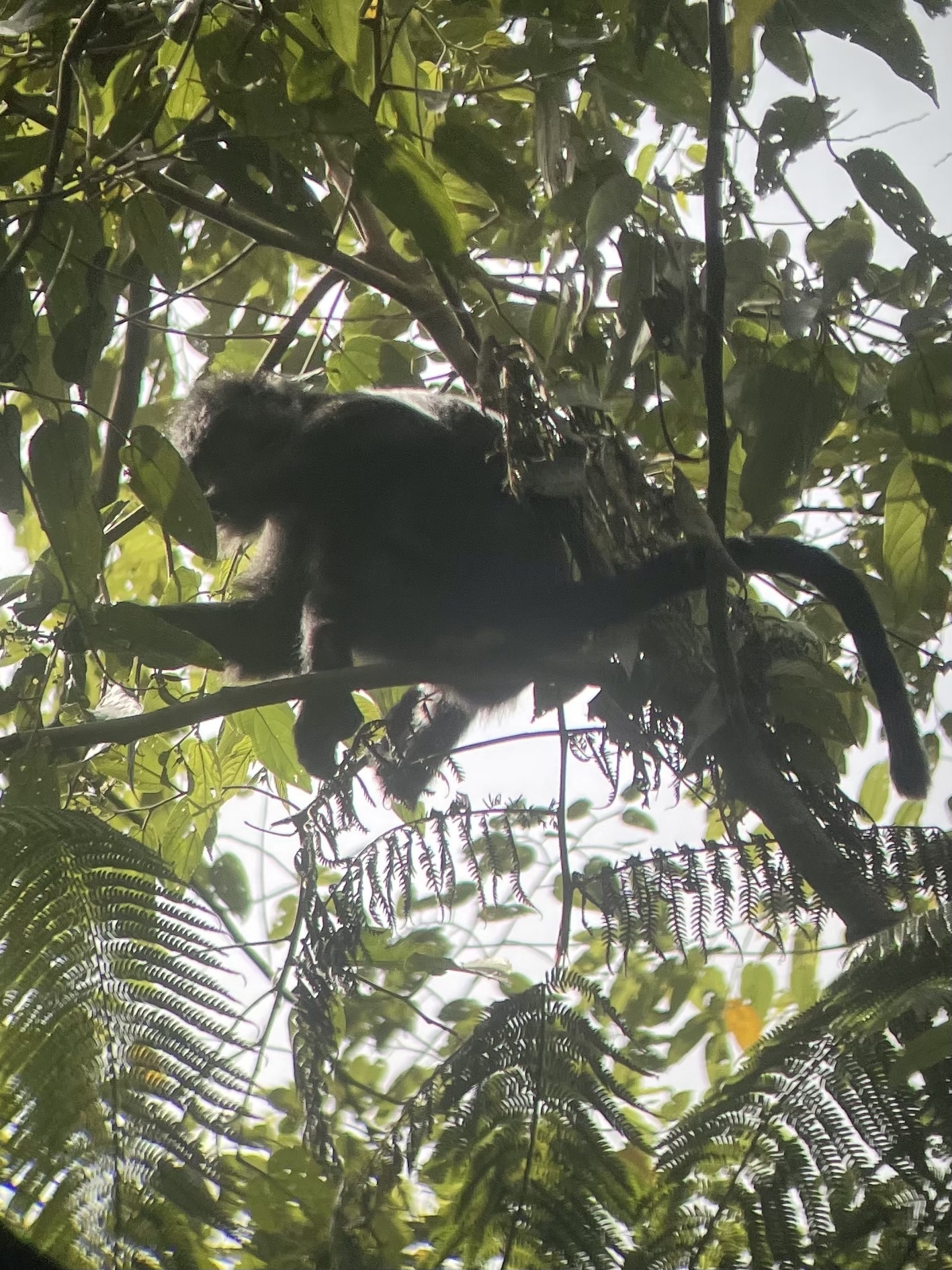 Trachypithecus mauritius (Griffith, 1821)