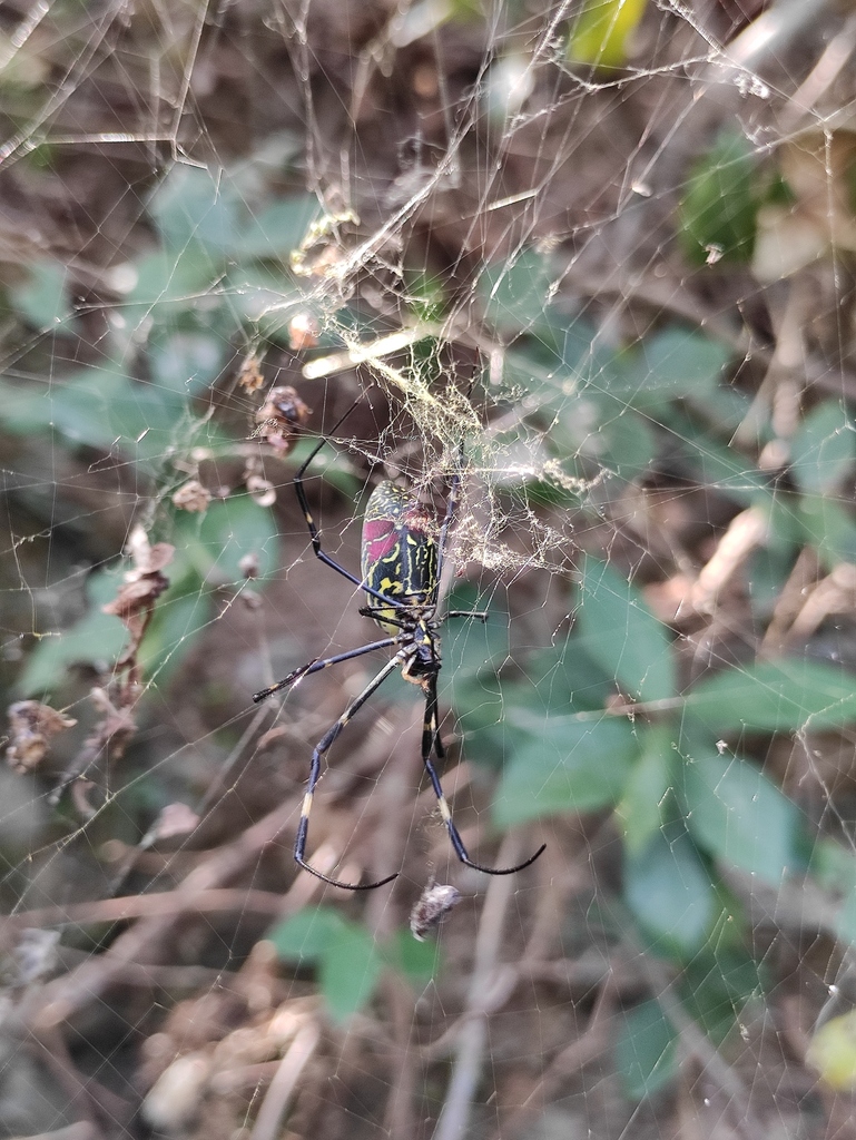 Joro Spider from You County, Zhuzhou, Hunan, China on October 26, 2022 ...