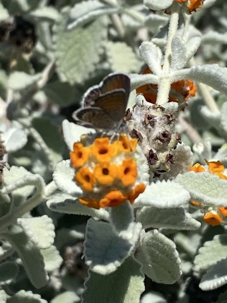 Western Pygmy-Blue from The University of Arizona, Tucson, AZ, US on ...