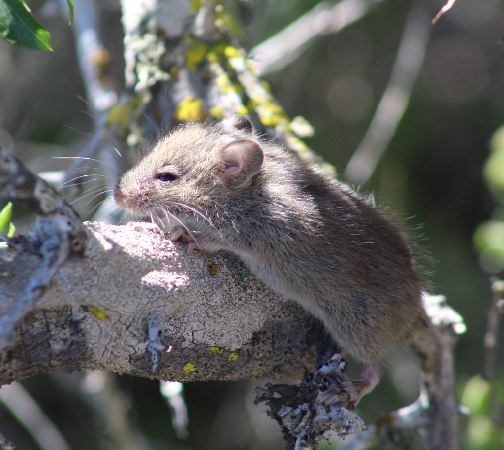 long-tailed pygmy rice rat (Oligoryzomys longicaudatus) - Know Your Mammals