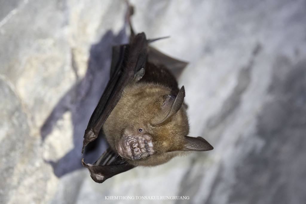 Great Roundleaf Bat from Saraburi, Thailand on October 23, 2022 at 04: ...