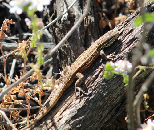 Dusky Smooth-throated Lizard (Liolaemus fuscus) - Snakes and Lizards