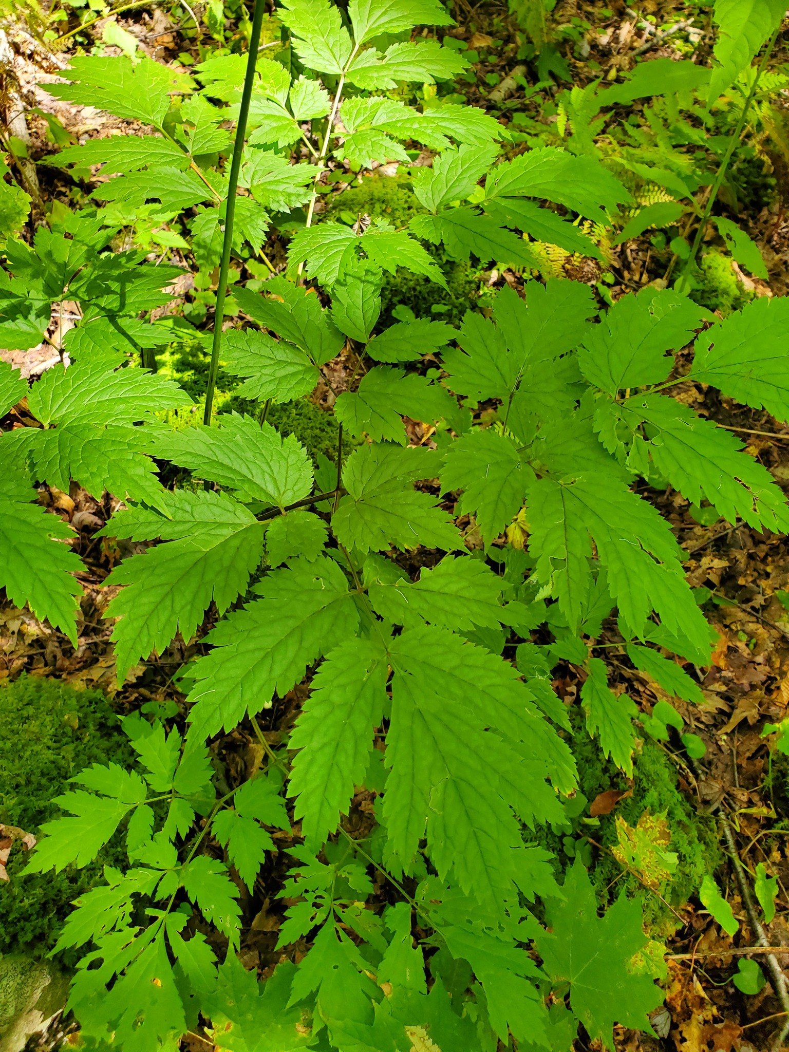 Actaea podocarpa DC.