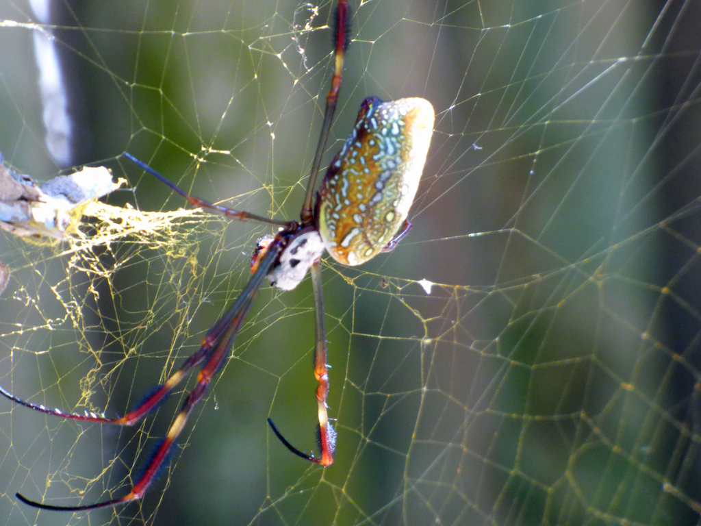 Golden Silk Spider from Rio Tuito, Yelapa, Cabo Corrientes, Jalisco ...