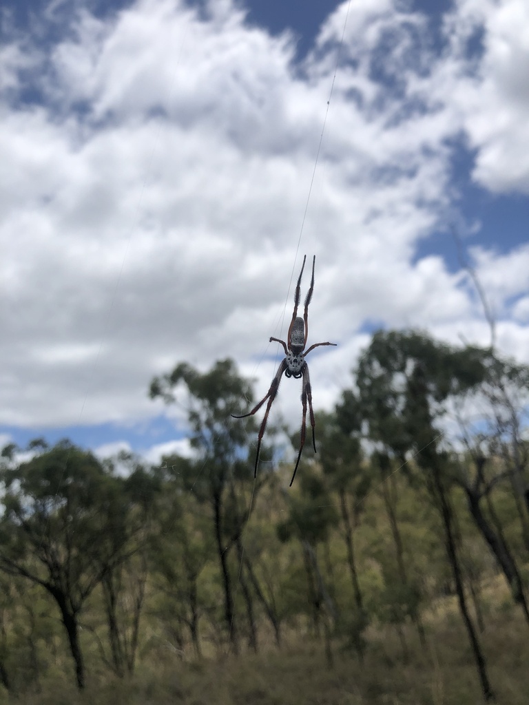 Australian Golden Orbweaver from Homevale Resources Reserve, Mount ...