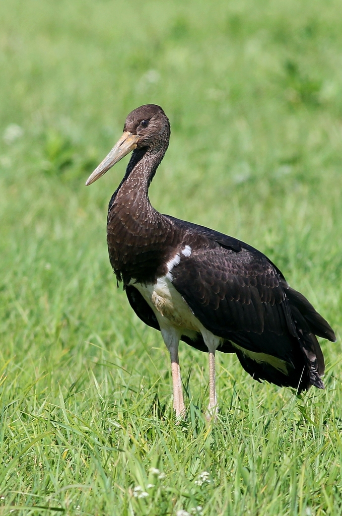 Black Stork from Московская обл., Россия, 140513 on August 27, 2018 at ...