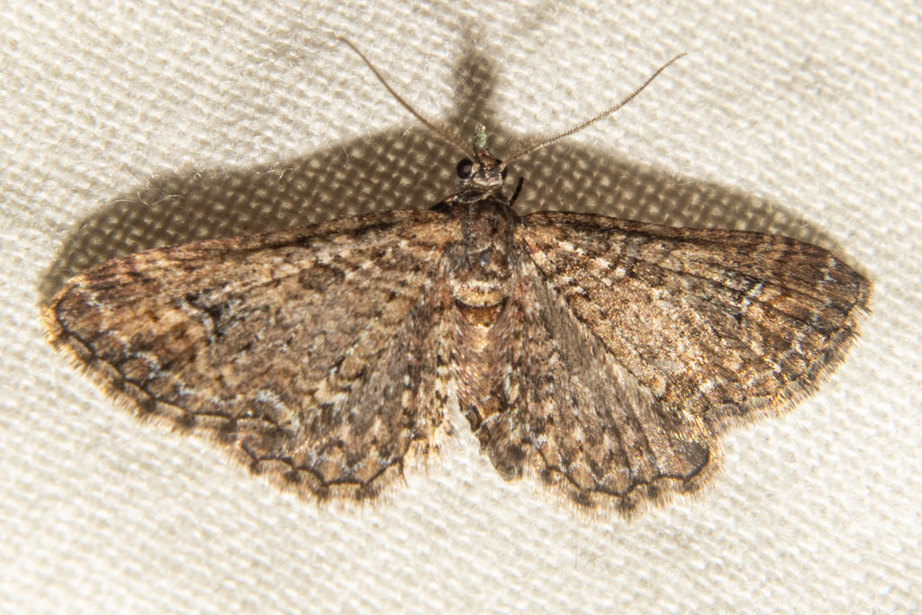 Pasiphila from Naseby, New Zealand on October 26, 2022 at 09:27 PM by ...