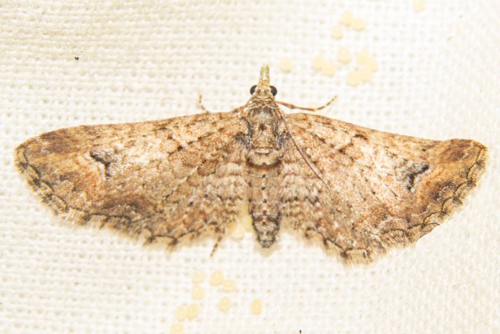 Pasiphila from Naseby, New Zealand on October 26, 2022 at 09:26 PM by ...