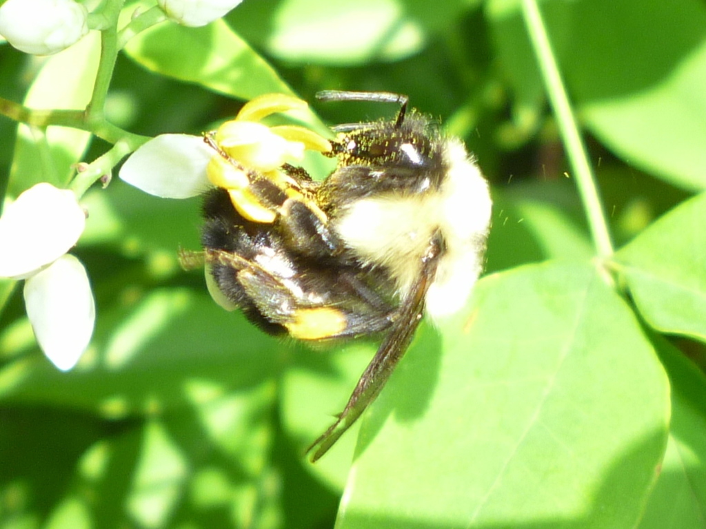 Half-black Bumble Bee from Milbern Dr, Potomac, MD 20854, USA on June ...