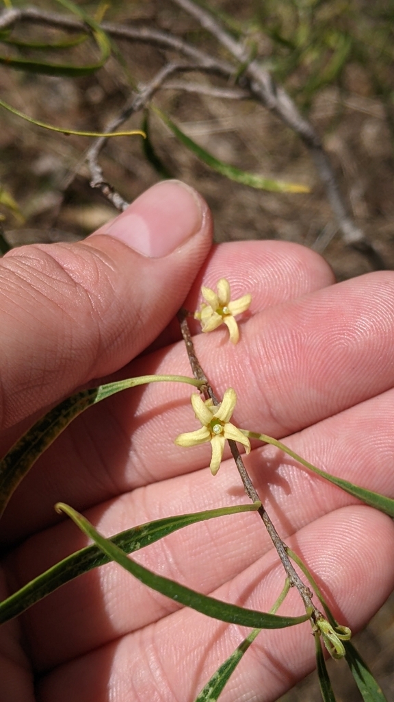 Native apricot from Redlands NSW 2646, Australia on October 29, 2022 at ...