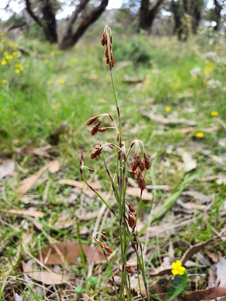 Tassel Rope-rush from Anglesea VIC 3230, Australia on October 29, 2022 ...