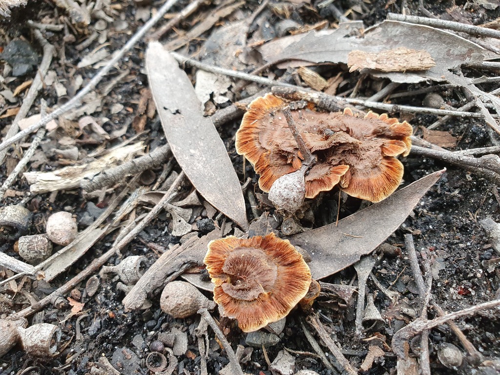 Coltricia from Anglesea VIC 3230, Australia on October 29, 2022 at 11: ...