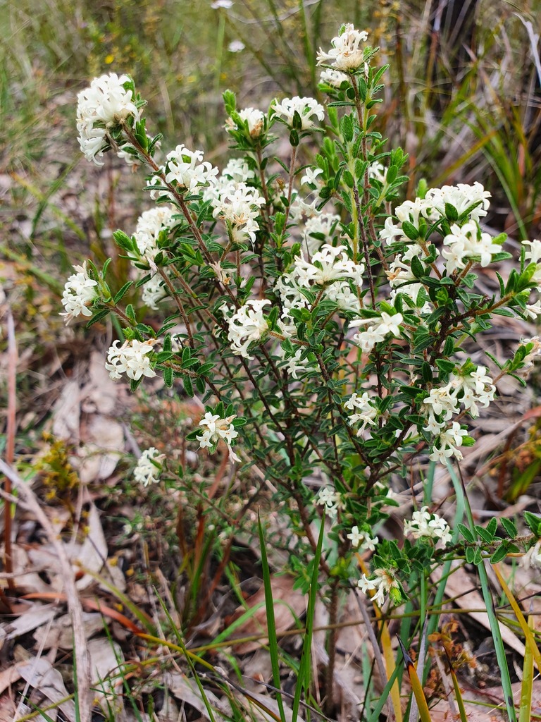 Common Rice-flower from Bellbrae VIC 3228, Australia on October 29 ...