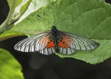 Subspecies Acraea quirina quirina · iNaturalist United Kingdom