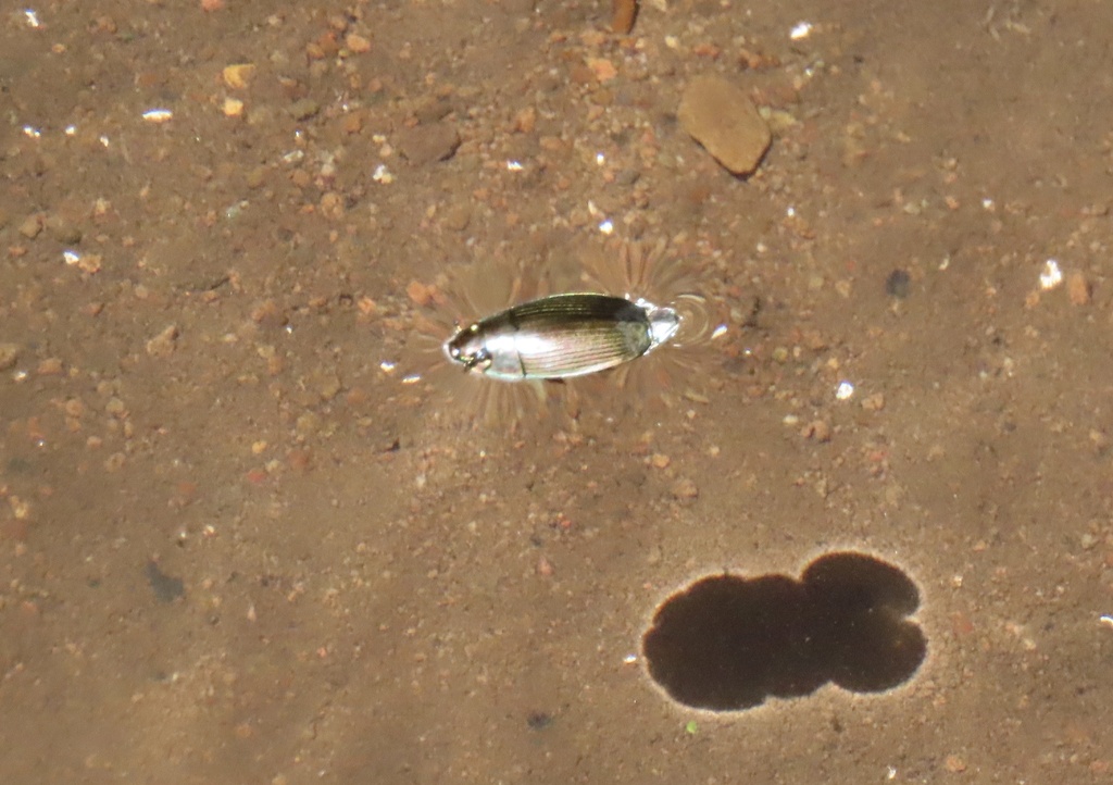 Macrogyrus oblongus from Lamington National Park, O'Reilly, QLD, AU on ...