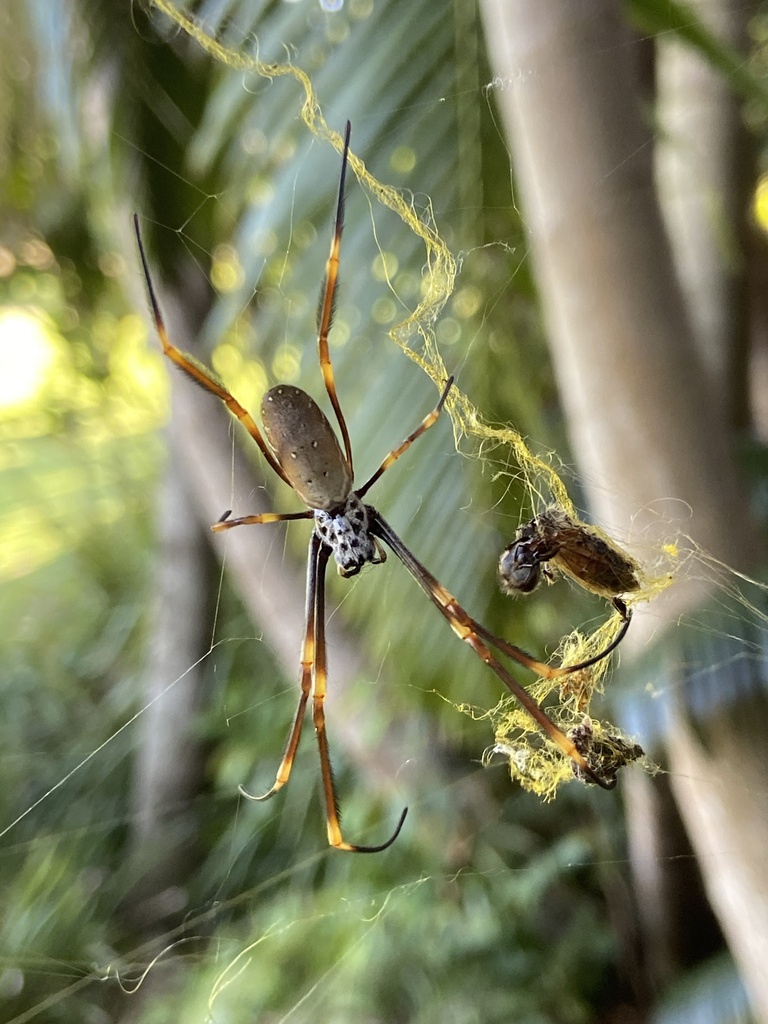 Tiger Spider from Jardim Botânico Mount Coot-Tha, Mount Coot-Tha, QLD ...