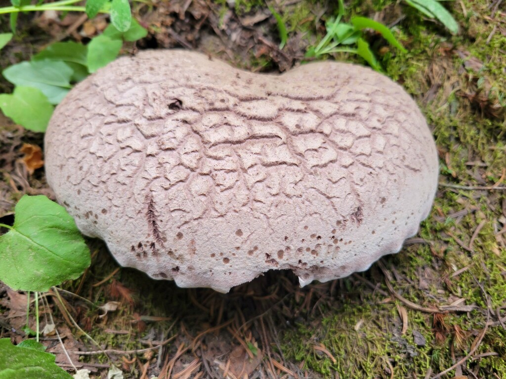 Sarcodon from crystal mountain wa on August 23, 2022 by Danny Miller ...