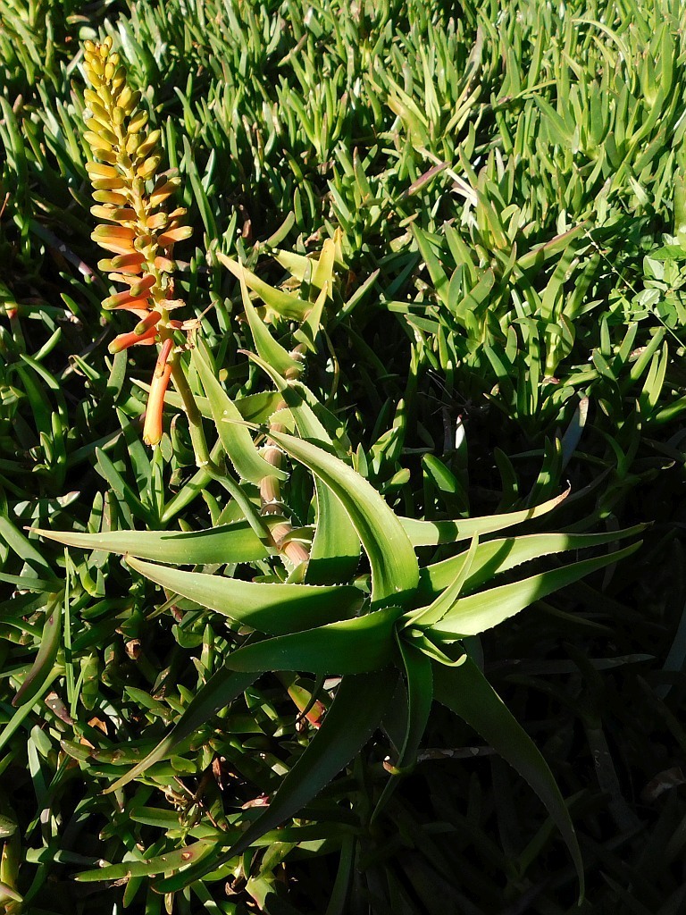 Common Climbing Aloe in August 2018 by Klaus Wehrlin. 2018 08 29 Vigne ...