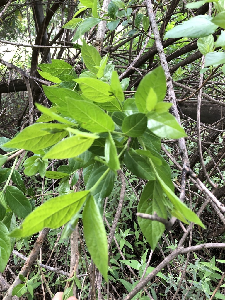 river bushwillow from Matatiele Rural, Matatiele, EC, ZA on October 29 ...