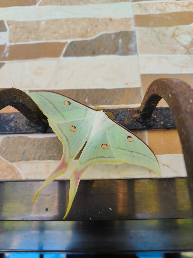 Indian Moon Moth from Gangakhed, Parbhani, MH, IN on October 29, 2022 ...