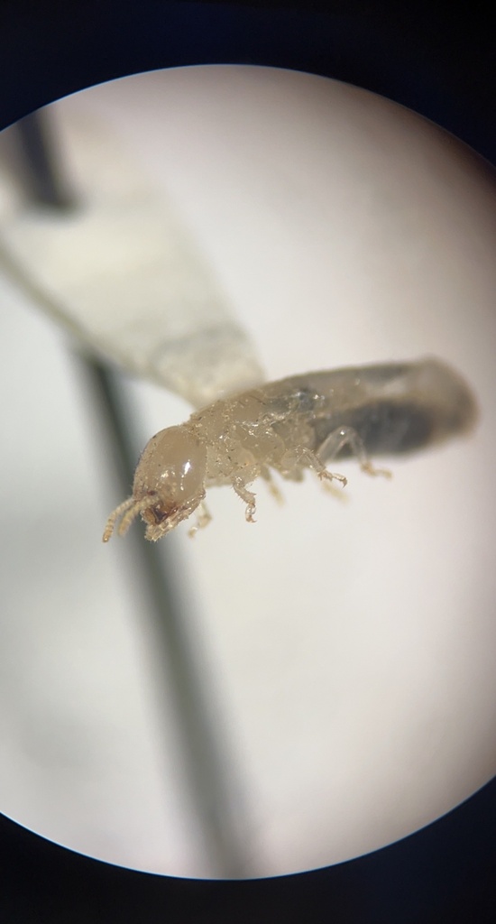 Termites from Garden of Tane, Akaroa, Canterbury, NZ on October 20 ...