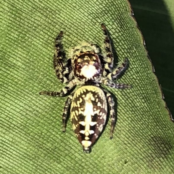 Massive Garden Jumping Spider from Macquarie University, Macquarie Park ...
