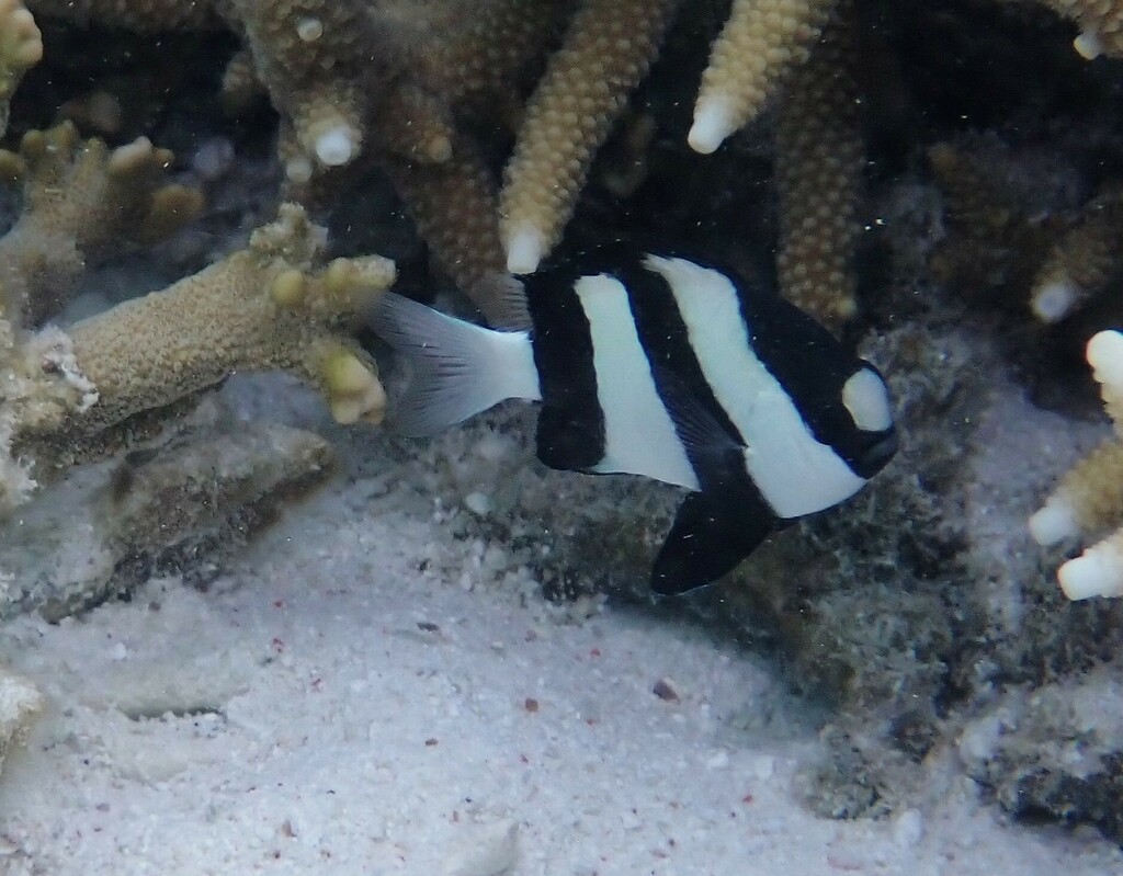Humbug from Gladstone, QLD, Australia on October 22, 2022 at 03:58 PM ...