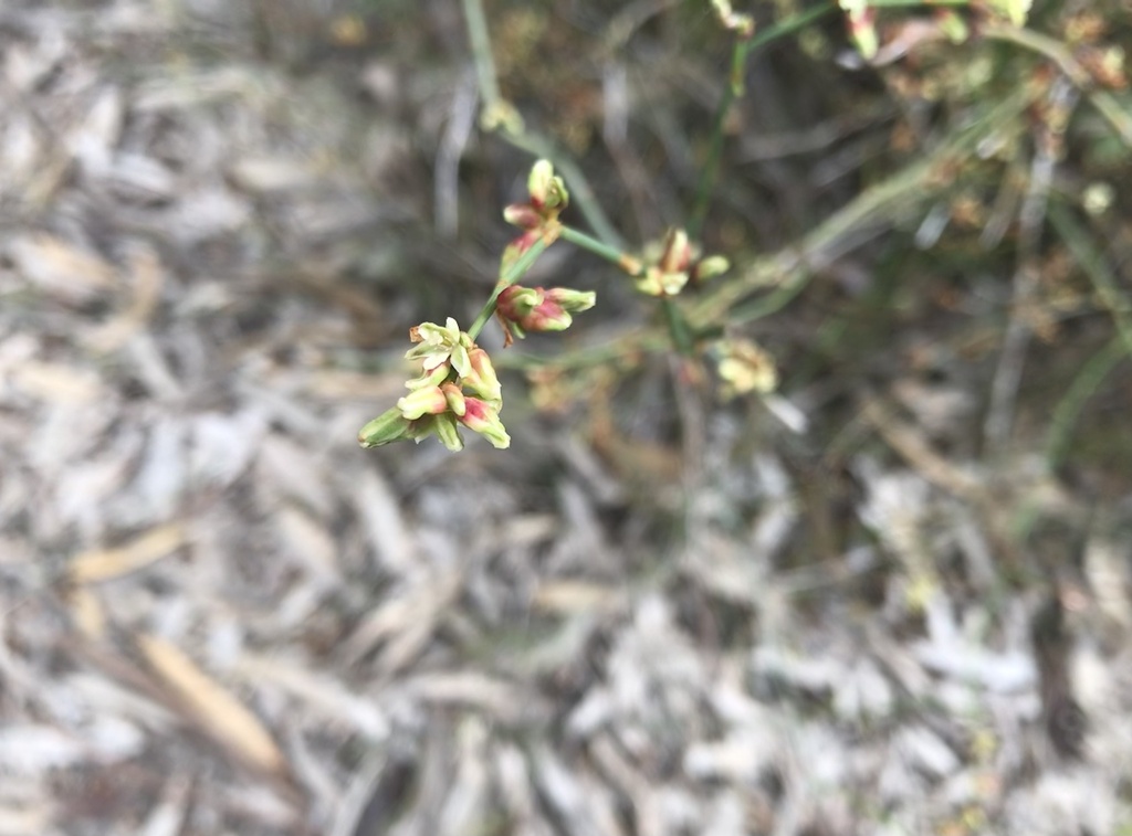 Tangled Lignum from Brim Community Parkland, Brim, VIC, AU on October ...