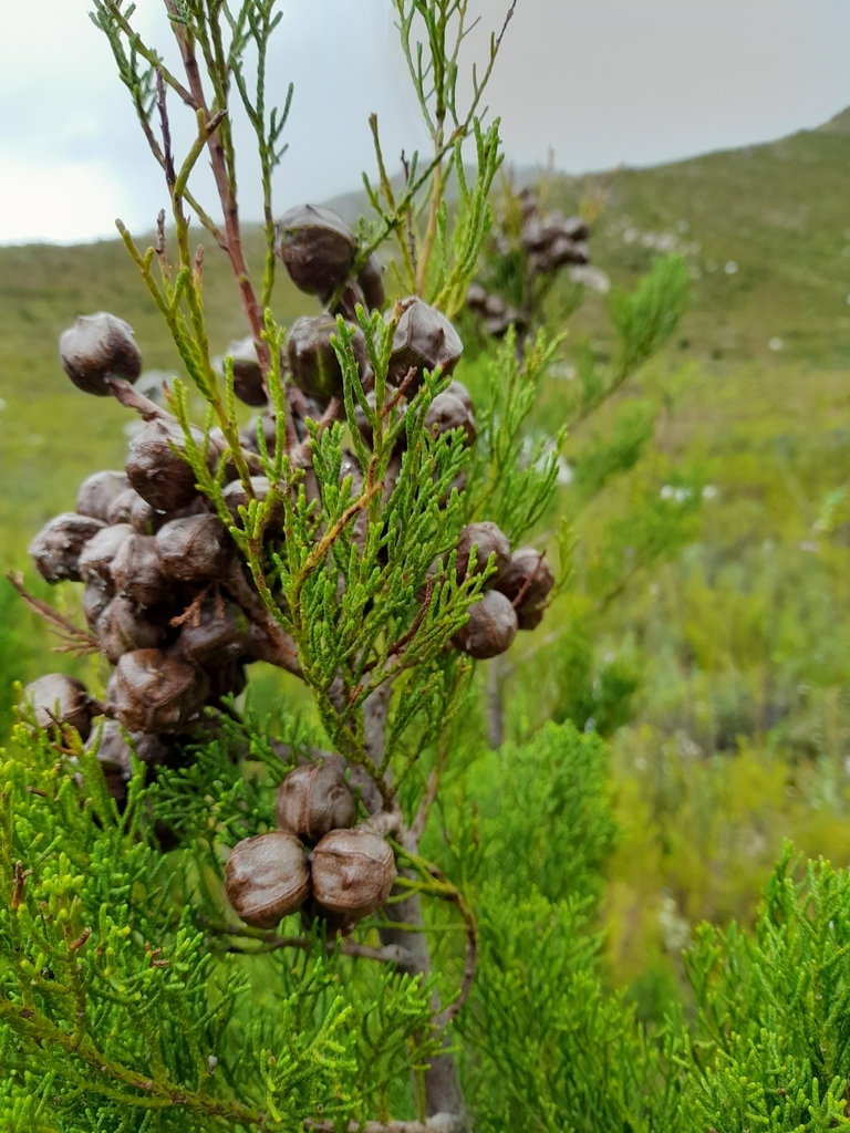 mountain cypress from Betty's Bay, 7141, South Africa on October 27 ...