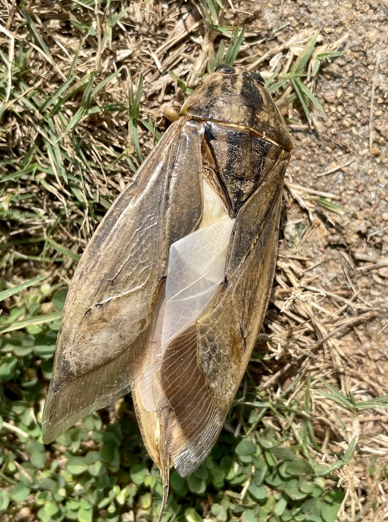 Asian Giant Water Bug from Sri City, Sri City, AP, IN on October 24 ...