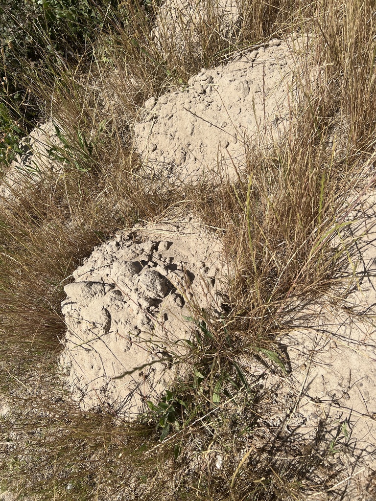 Cape Dune Molerat from Elfindale, Cape Town, WC, ZA on October 29, 2022 ...