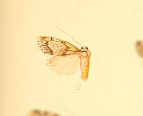 Cisthene batialis · iNaturalist