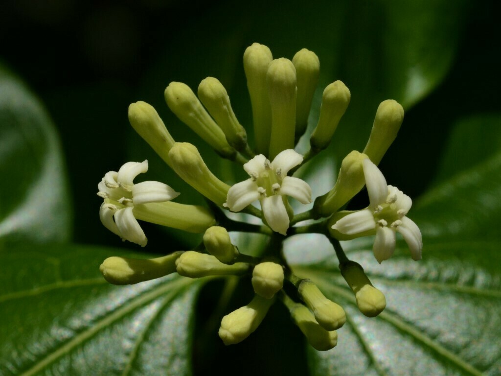Strychnos lucida from Marrakai NT 0822, Australia on October 25, 2022 ...