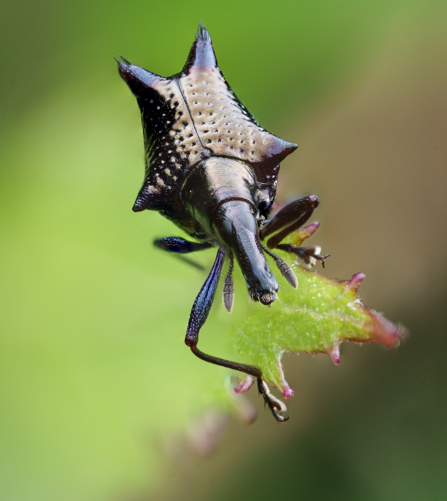 Four-spined weevil from Dunedin Botanic Garden, Dunedin, New Zealand on ...
