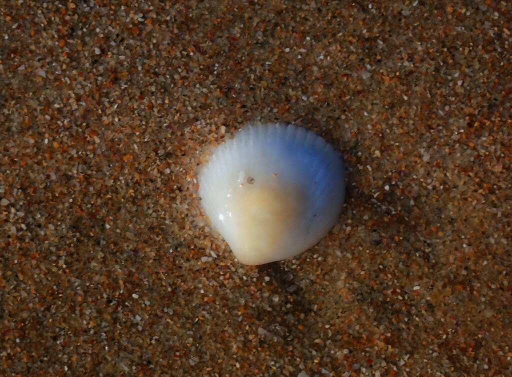 Bivalves from Coffs Harbour - Pt B, AU-NS, AU on October 29, 2022 at 04 ...