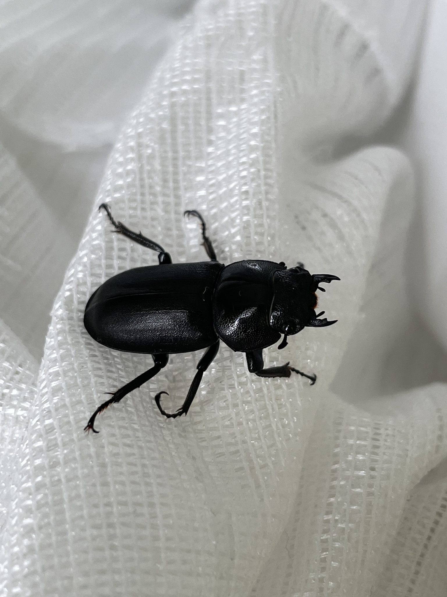 Dorcus rectus rectus