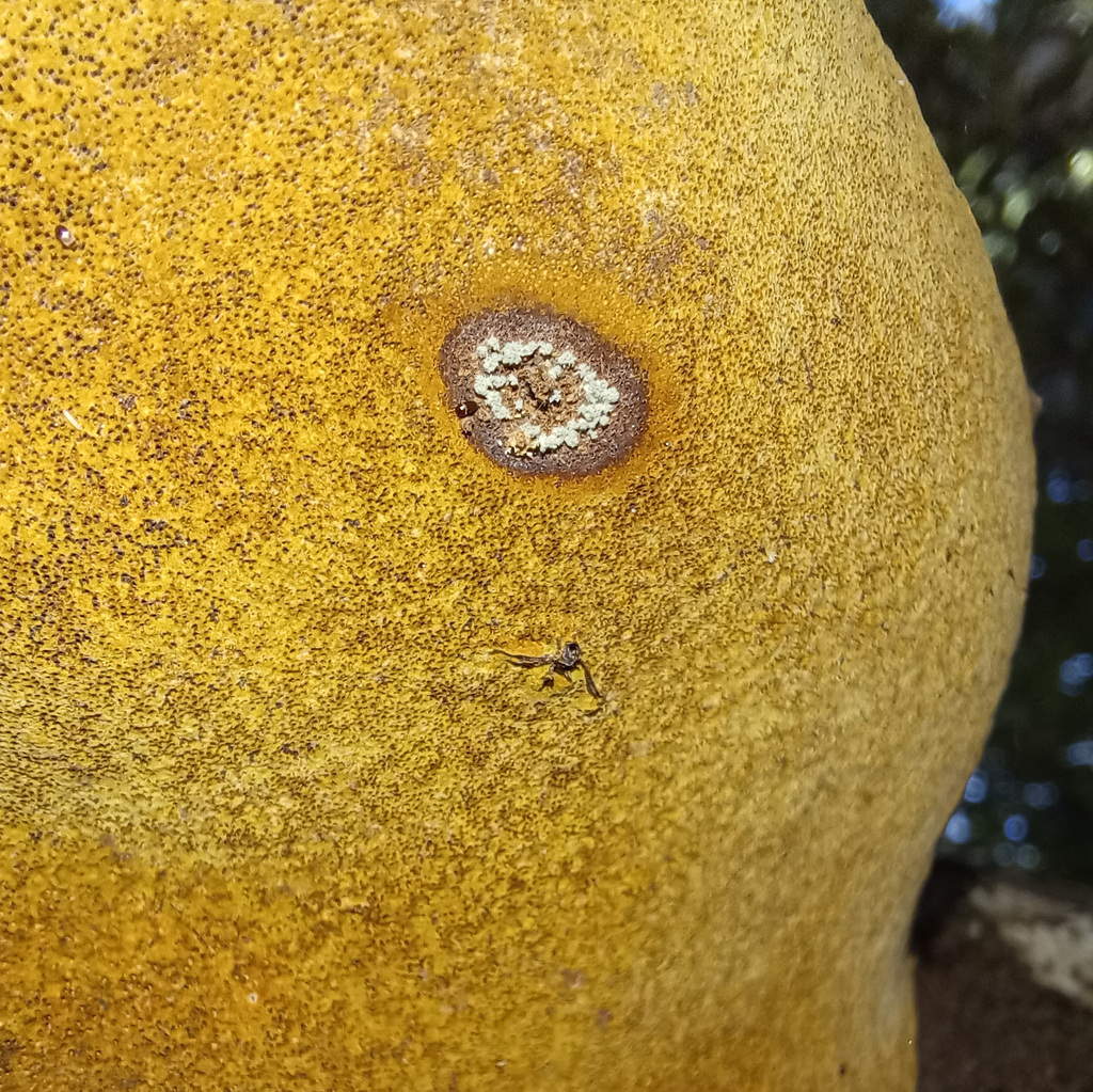 Hymenochaetaceae from Central Mangrove NSW 2250, Australia on October ...