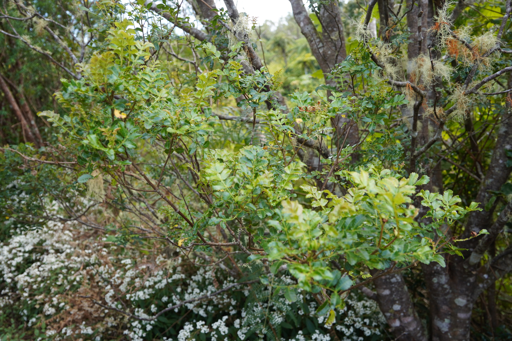 Weinmannia tinctoria Sm.
