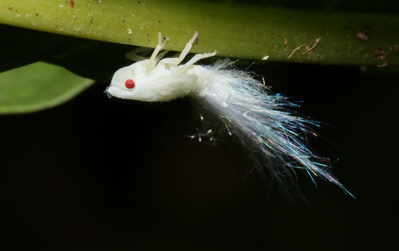 Wax “tails” enable planthopper nymphs to self-right midair and land on ...