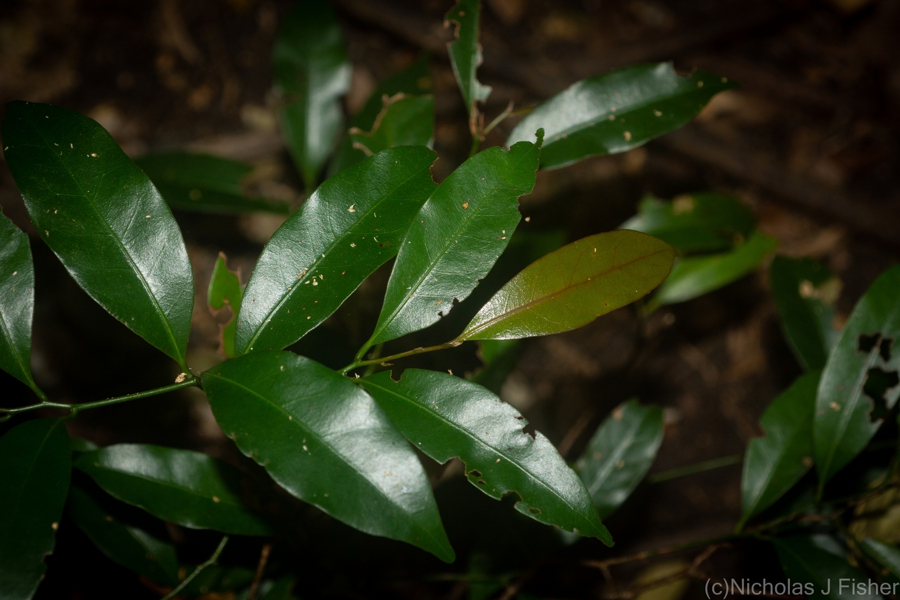 Cryptocarya bidwillii Meisn.