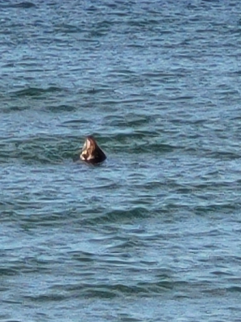 Grey Seal from Cromer, UK on October 17, 2022 at 02:19 PM by Rob ...