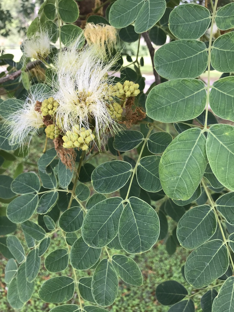 poison-pod false-thorn (Albizia versicolor) - Botanical Realm