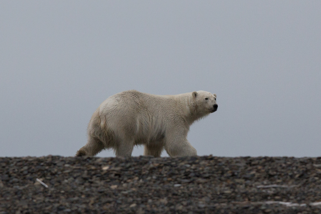 Polar Bear in August 2013 by Алексей Эбель · iNaturalist