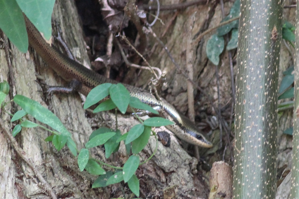Falcón Skink from 8G3Q+C73, Acurigua 4130, Falcón, Venezuela on ...