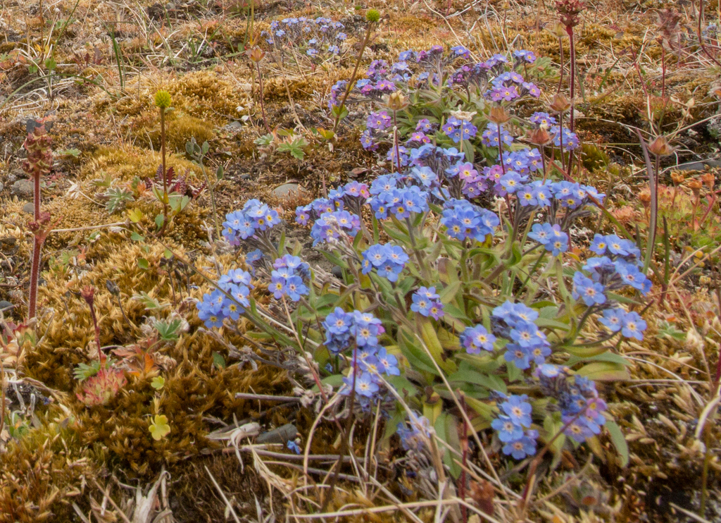 mountain forget-me-not from Krasnoyarsk Krai, Russia on August 17, 2013 ...