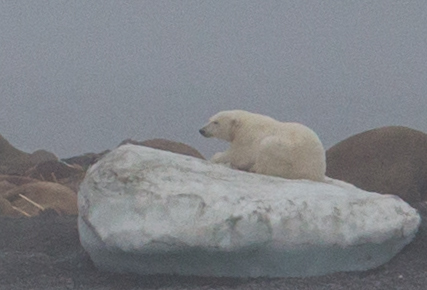 Polar Bear in August 2013 by Алексей Эбель · iNaturalist