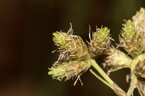 Fuirena pubescens · iNaturalist United Kingdom