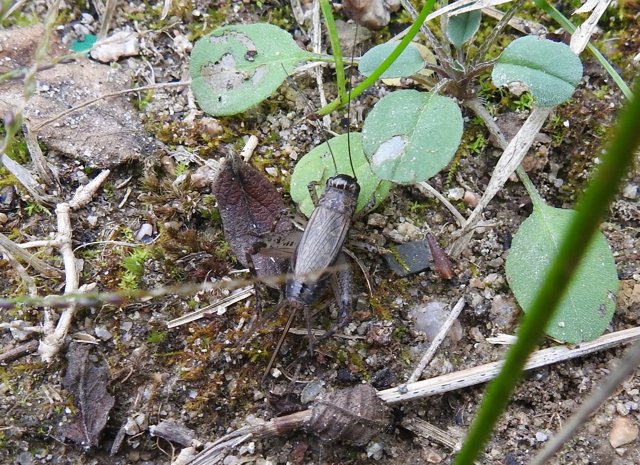 Loxoblemmus equestris Saussure, 1877