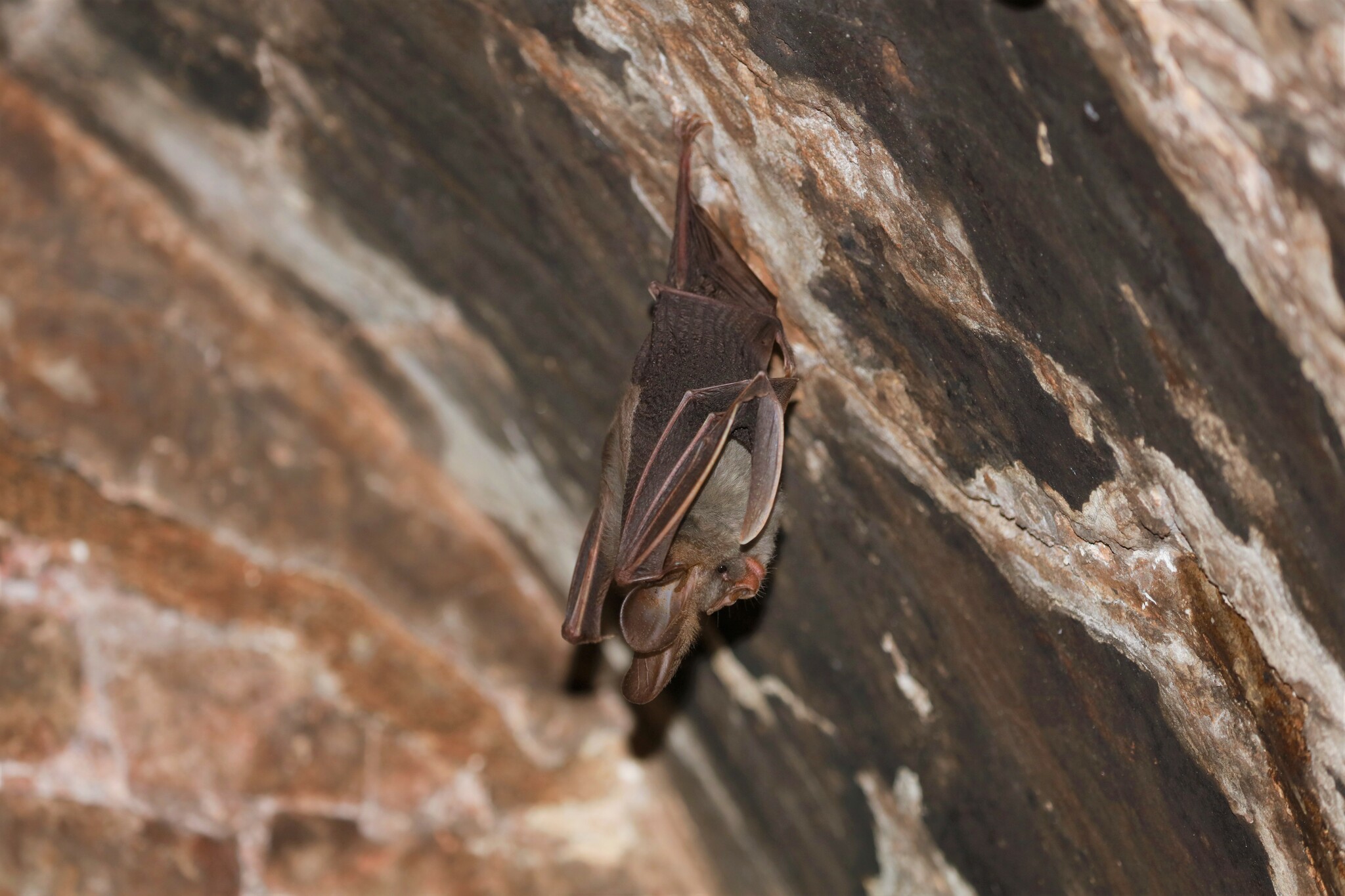 Megaderma spasma (Linnaeus, 1758)